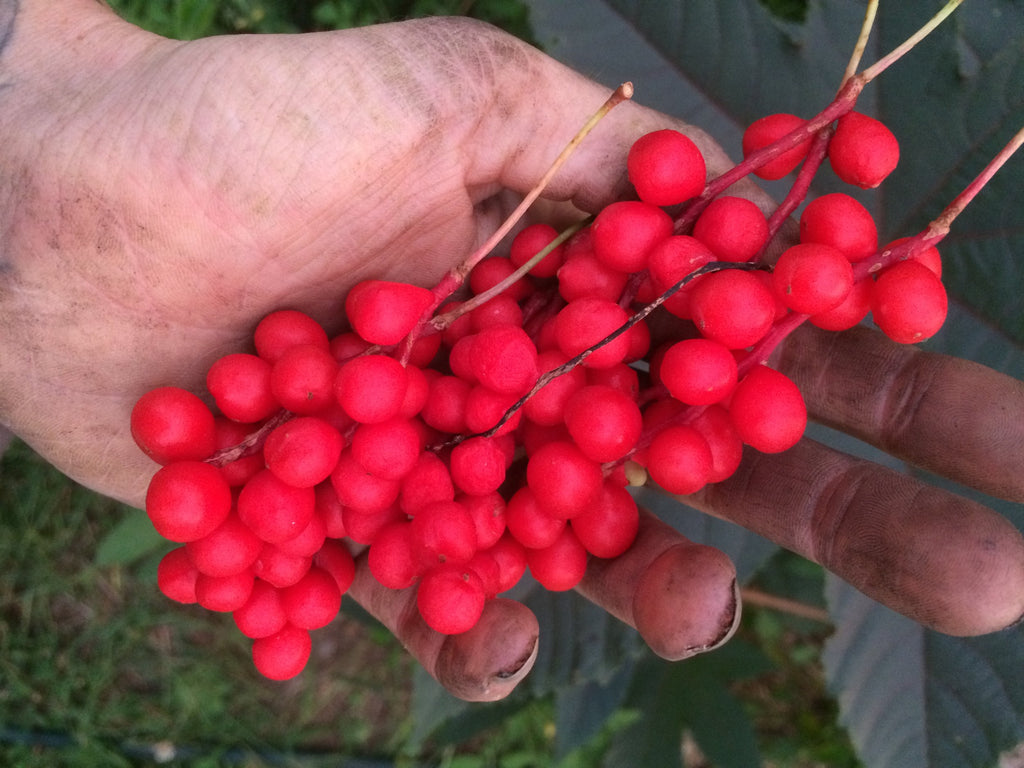 Eastern Prince Schisandra – Experimental Farm Network Seed Store