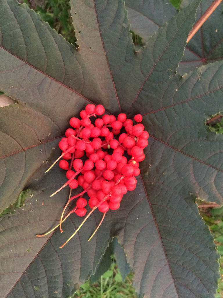 Eastern Prince Schisandra – Experimental Farm Network Seed Store