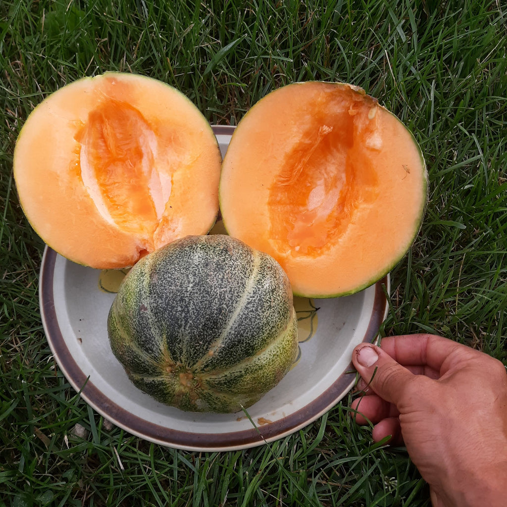 'Emerald Gem' Melon – Experimental Farm Network Seed Store