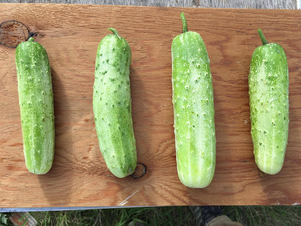 'Gagon' Cucumber – Experimental Farm Network Seed Store