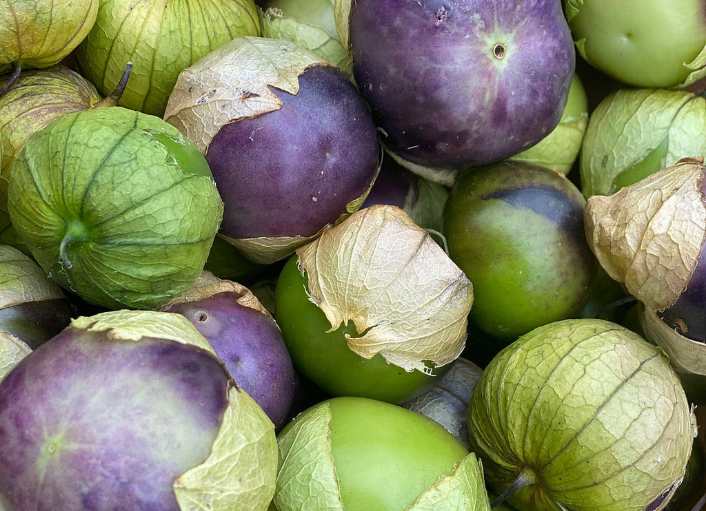 'Purple and Green' Tomatillo – Experimental Farm Network Seed Store