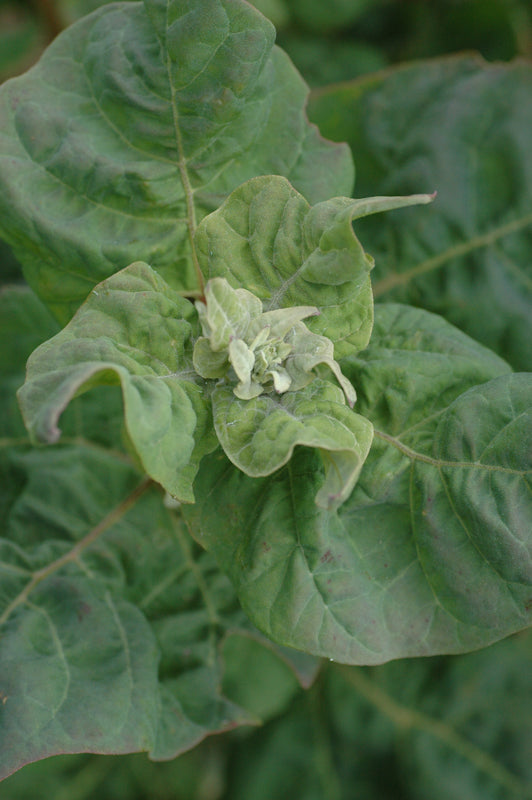 'Green Velvet' Orach – Experimental Farm Network Seed Store