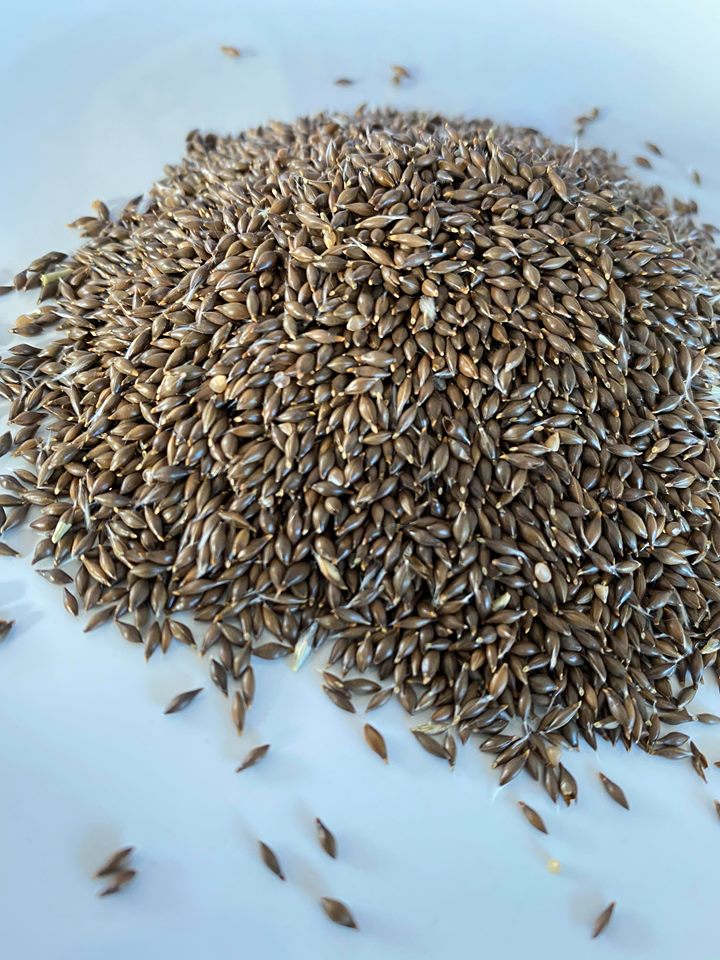 Indian Ricegrass – Experimental Farm Network Seed Store