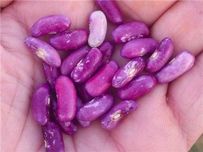 'Koronis Purple' Bean – Experimental Farm Network Seed Store