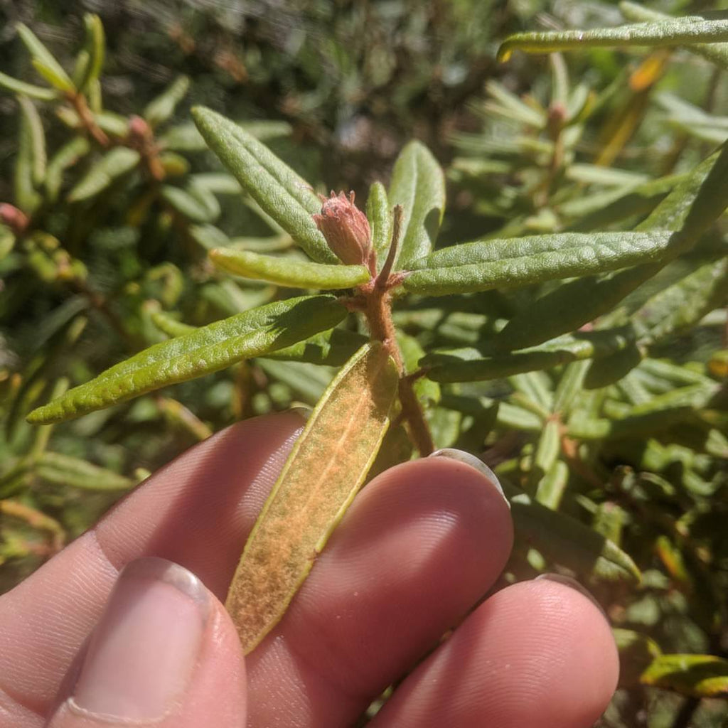 Bog Labrador Tea – Experimental Farm Network Seed Store