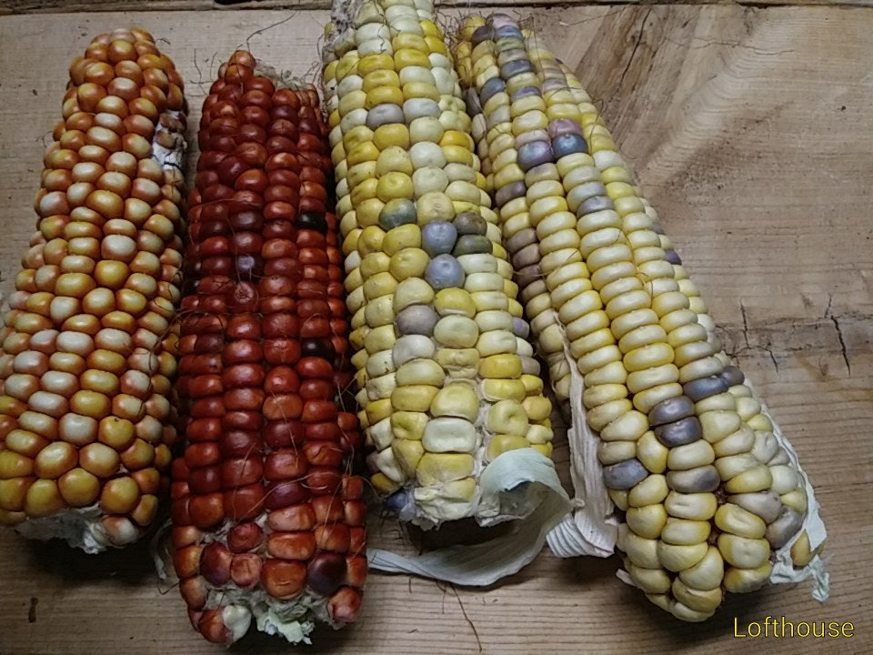 Lofthouse Flour Corn – Experimental Farm Network Seed Store