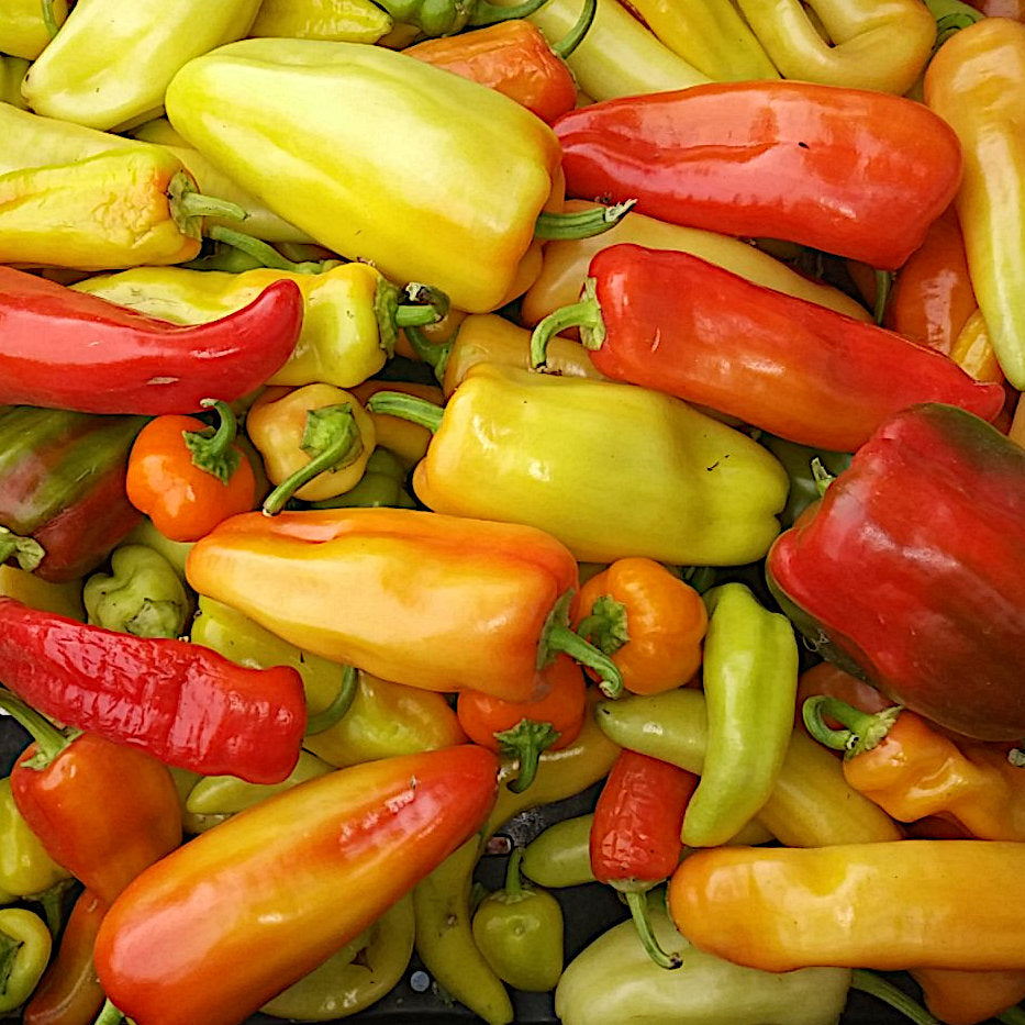 Lofthouse Sweet Pepper Grex – Experimental Farm Network Seed Store
