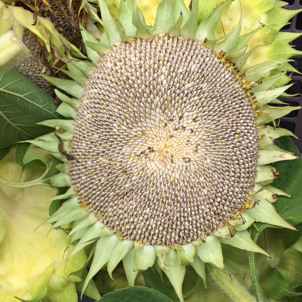 'Mammoth Grey Stripe' Sunflower – Experimental Farm Network Seed Store