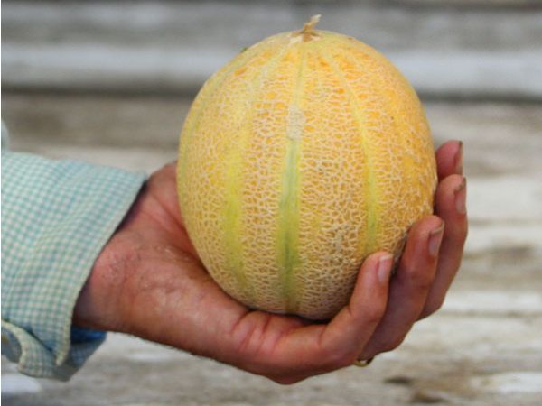 'Minnesota Midget' Melon – Experimental Farm Network Seed Store