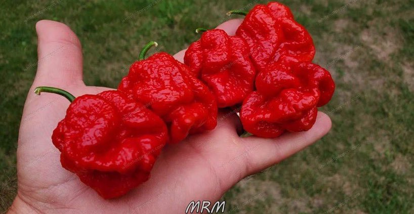 'Moruga Red Monster' Hot Pepper – Experimental Farm Network Seed Store