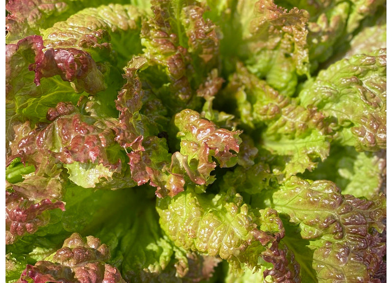 'New Red Fire' Lettuce – Experimental Farm Network Seed Store