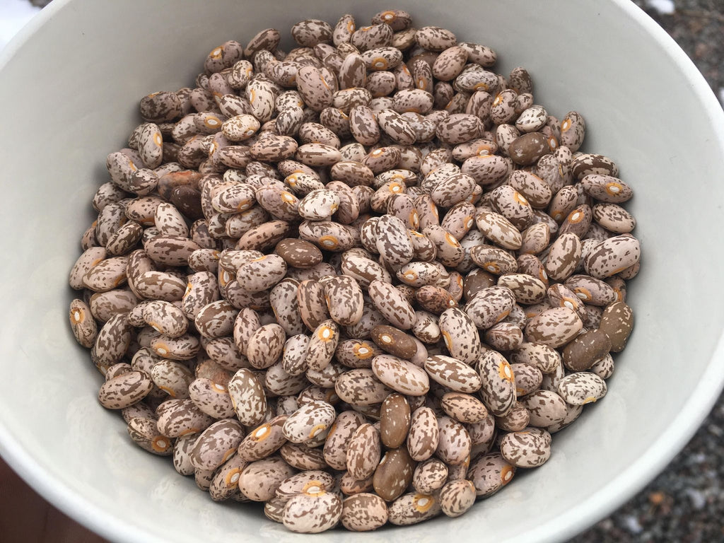 'Northern Pinto' Bean – Experimental Farm Network Seed Store