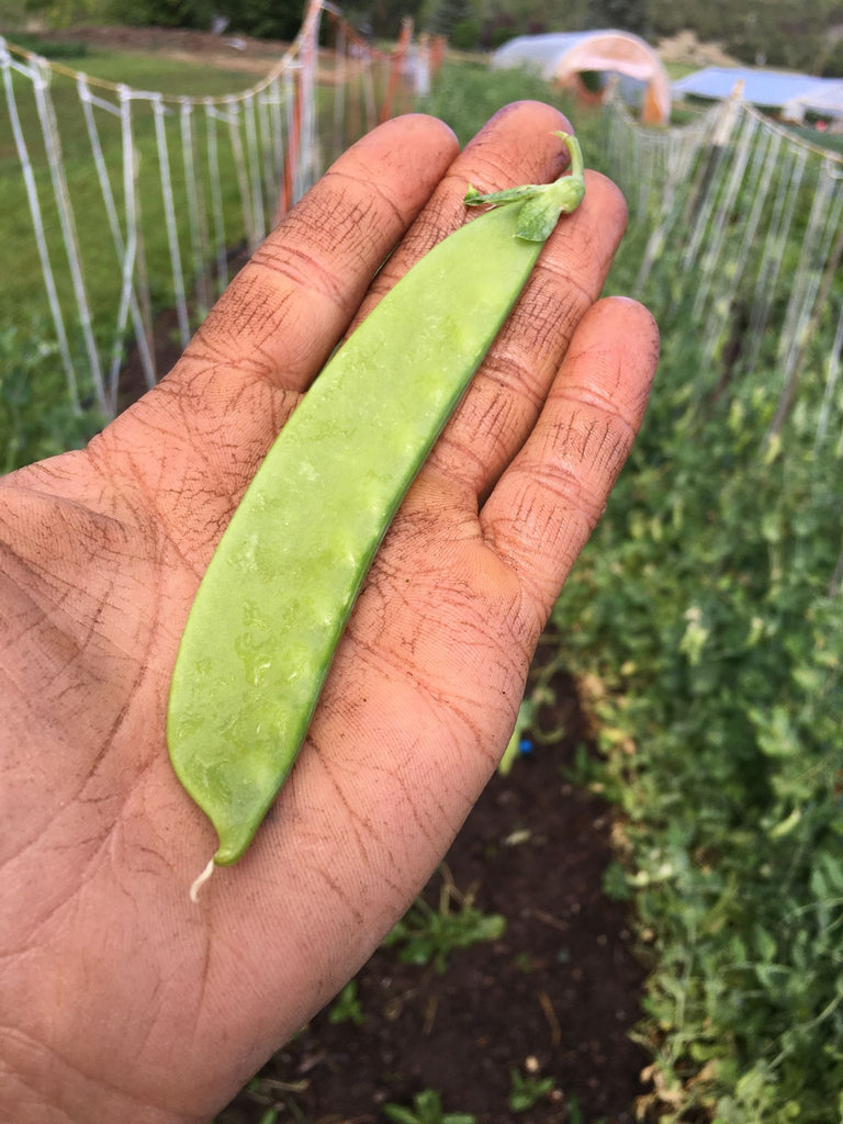 'Perpetual Pea-ce' Sweet Peas – Experimental Farm Network Seed Store