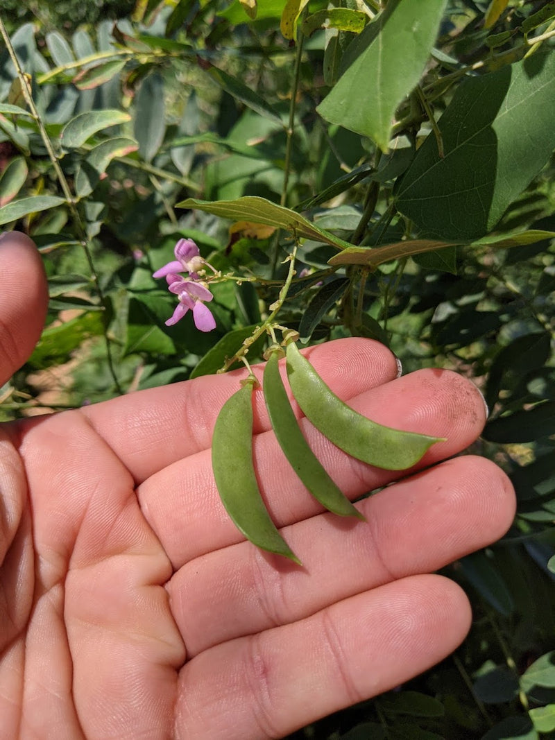 Perennial Thicket Bean – Experimental Farm Network Seed Store
