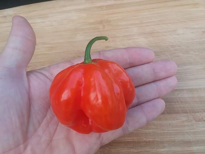 'Pumpkin Bonnet Red' Hot Pepper – Experimental Farm Network Seed Store