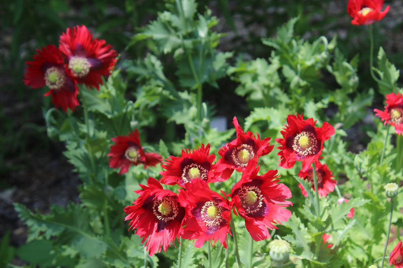 'Ragged Red' Poppy – Experimental Farm Network Seed Store