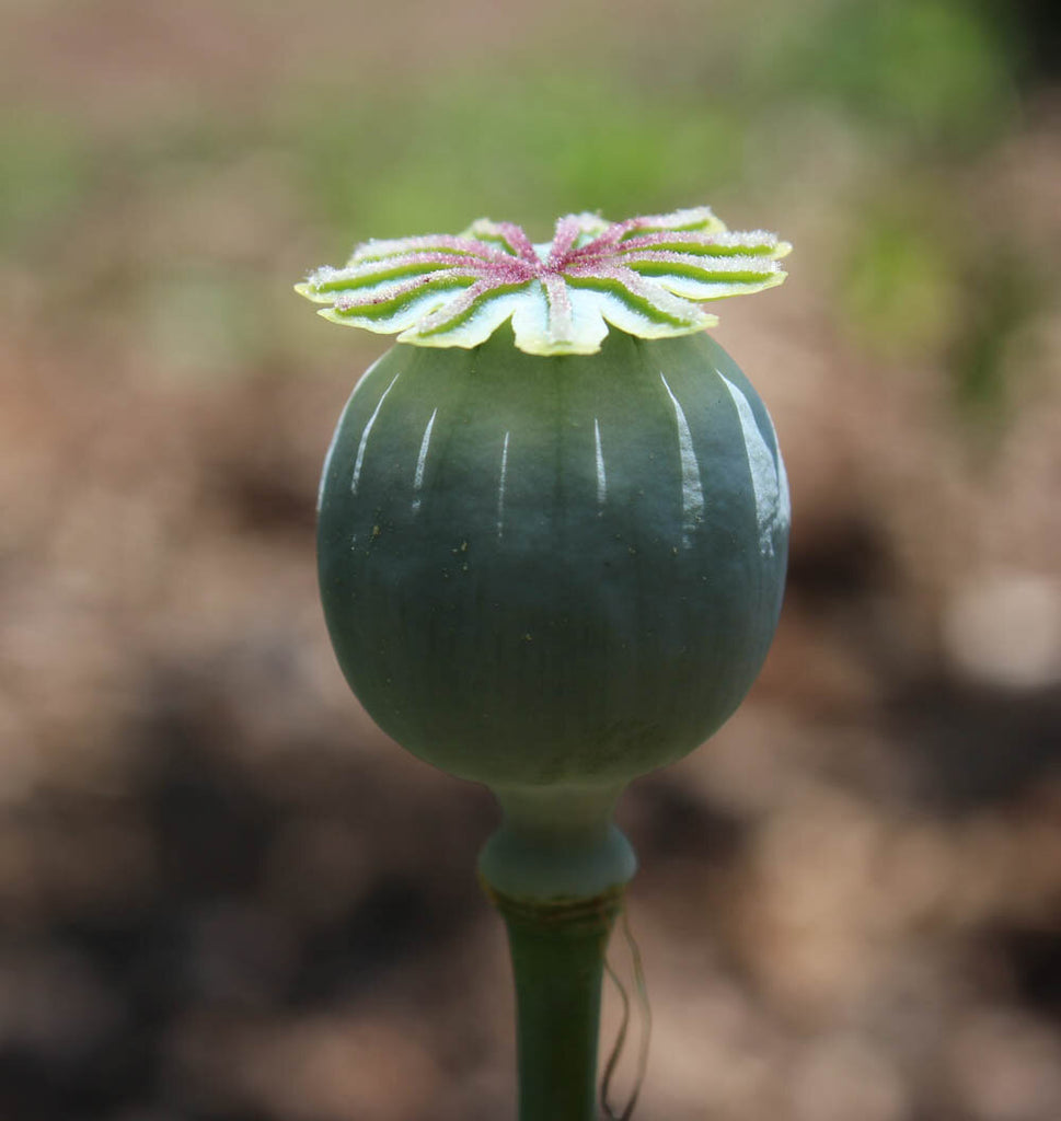 'Ragged Red' Poppy – Experimental Farm Network Seed Store