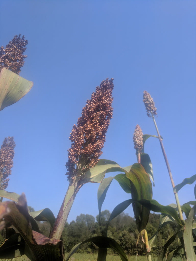 'Rahmetalla Gallabat' Sorghum – Experimental Farm Network Seed Store