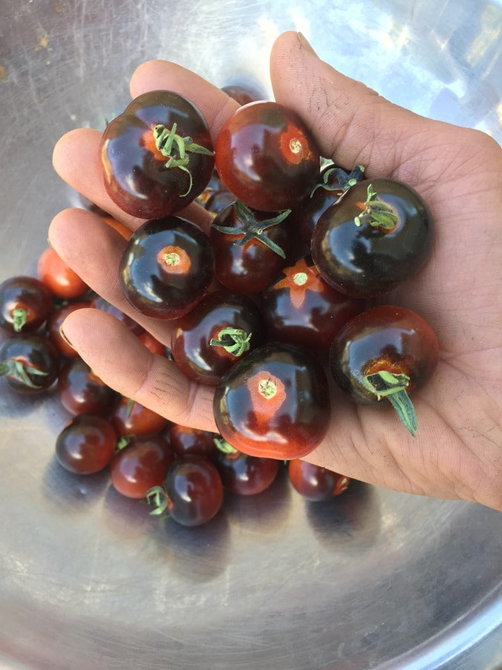 'Red Ruby' Tomato – Experimental Farm Network Seed Store