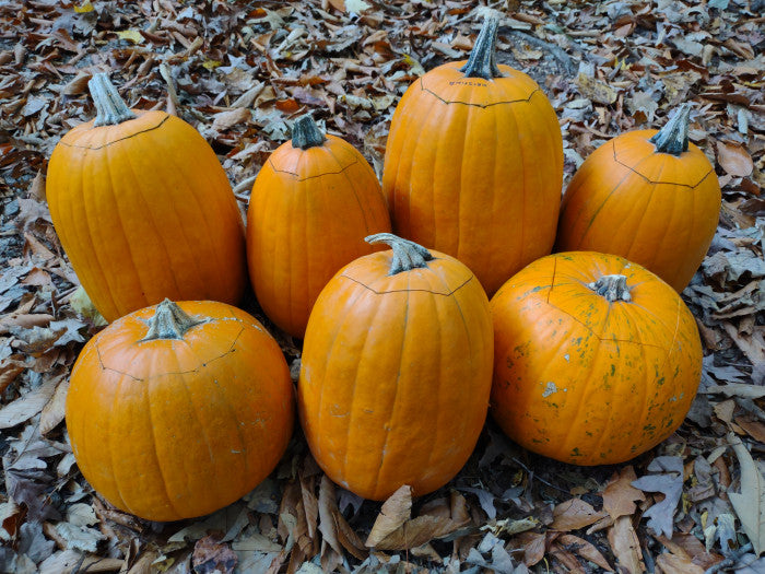 'Resilient Fire' Pumpkin – Experimental Farm Network Seed Store