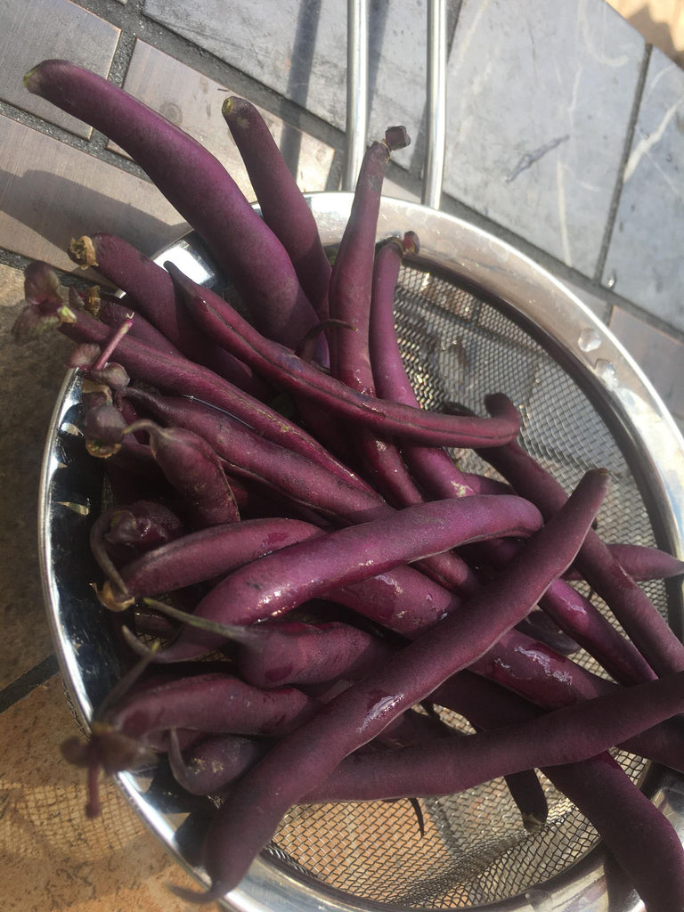 'Robert's Royalty Purple' Snap Bean – Experimental Farm Network Seed Store
