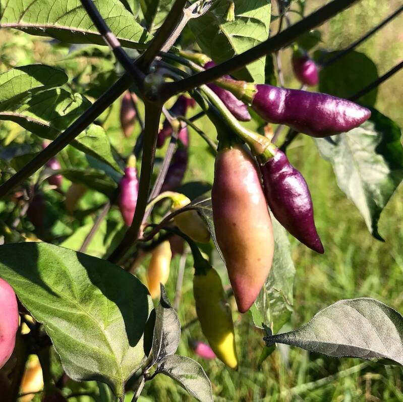 'Royal Flush' Hot Pepper Breeders Mix – Experimental Farm Network Seed ...