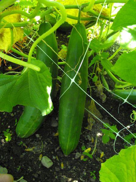 Cucumber – Experimental Farm Network Seed Store