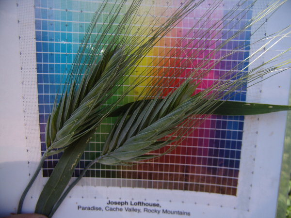 Sin El-Pheel Ancient Wheat – Experimental Farm Network Seed Store