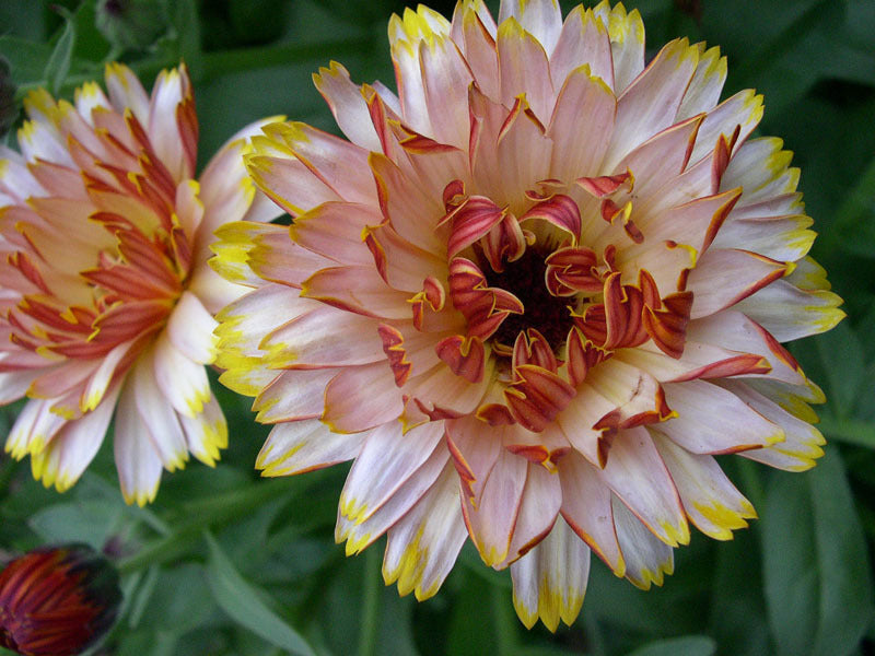 'Solar Flashback Mix' Calendula – Experimental Farm Network Seed Store