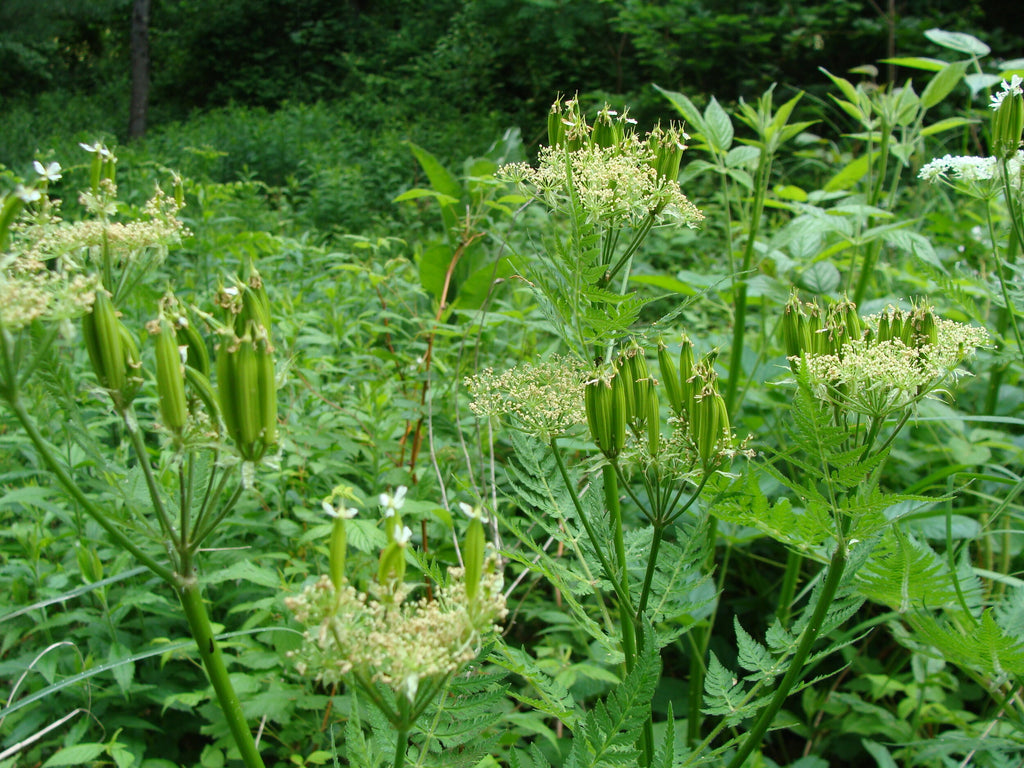 Sweet Cicely – Experimental Farm Network Seed Store