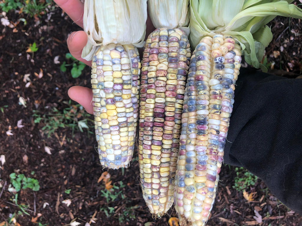 'Gigante Hominy' Self-Feeding Corn Grex – Experimental Farm Network ...