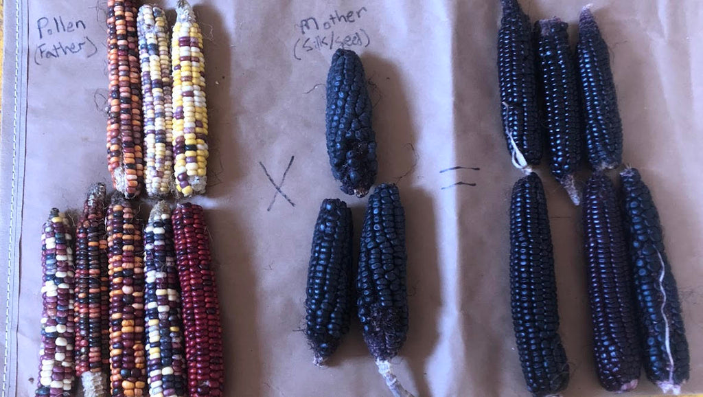 'Asheville Morado' Self-Feeding Corn Grex – Experimental Farm Network ...