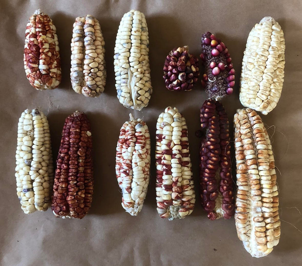 'Gigante Hominy' Self-Feeding Corn Grex – Experimental Farm Network ...