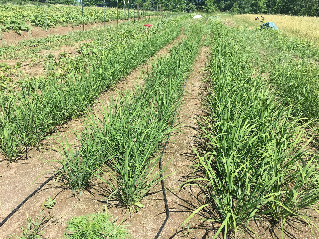 'Hayayuki' Upland Rice – Experimental Farm Network Seed Store