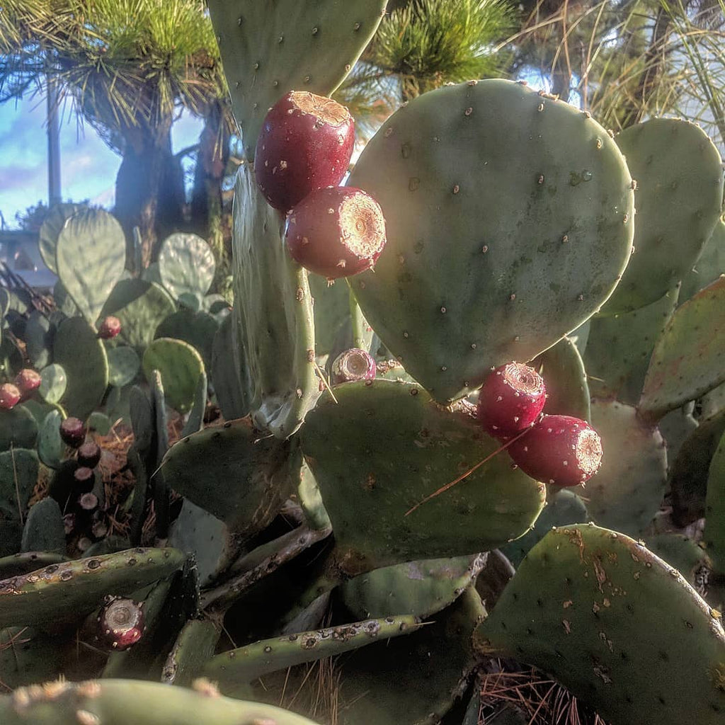 'Willoughby Spit' Prickly Pear – Experimental Farm Network Seed Store