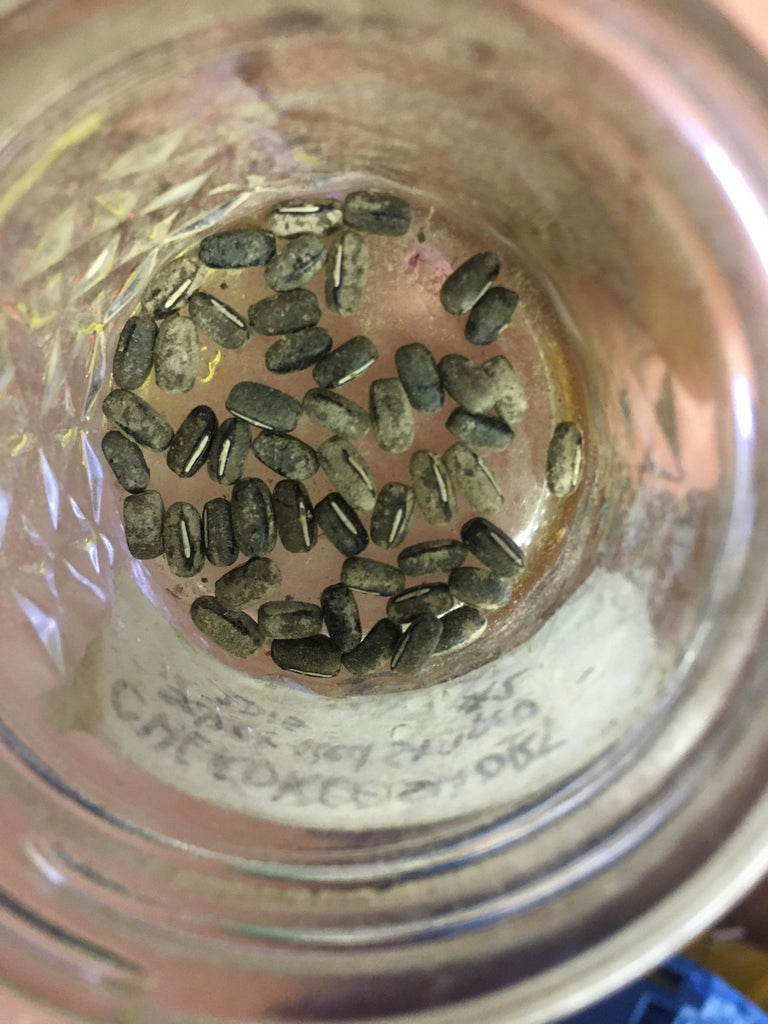 Woolly Bean Breeders Mix – Experimental Farm Network Seed Store